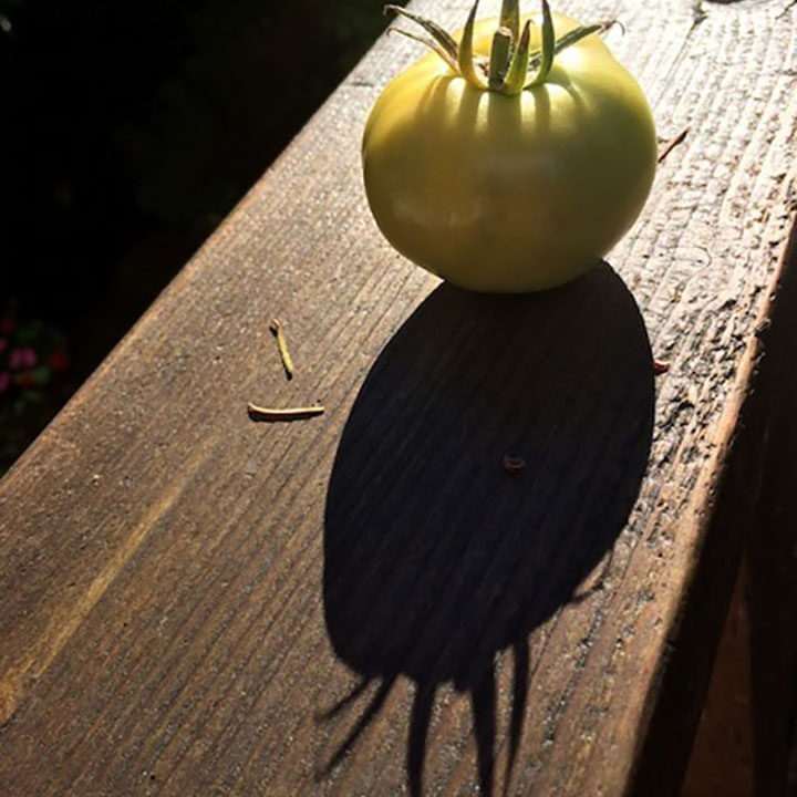 Shadow of a tomato | Canadarts